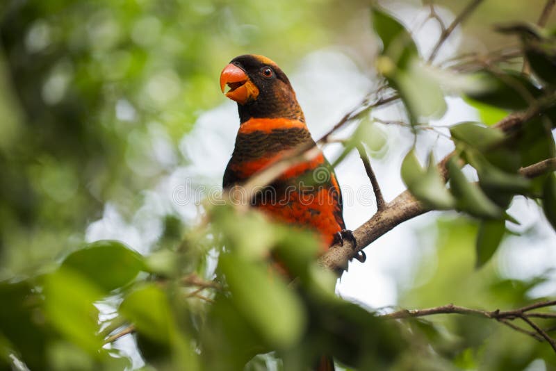 The Dusky Lory or the White-rumped Lory or the Dusky-orange Lory ...