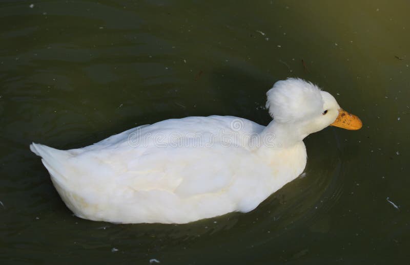 Dutch tufted duck stock image. Image of bird, crested - 108380567
