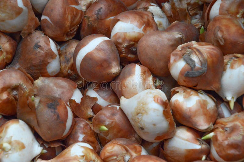 Close Up of Dutch Tulip Bulbs Stock Photo - Image of flower, closeup ...