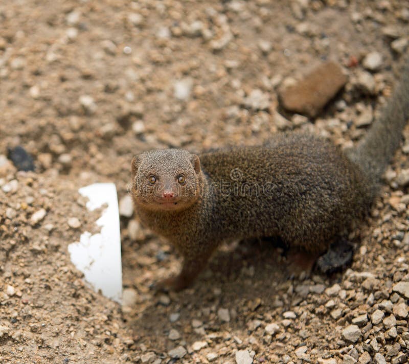 Dward Mongoose Stock Photos - Free & Royalty-Free Stock Photos from ...