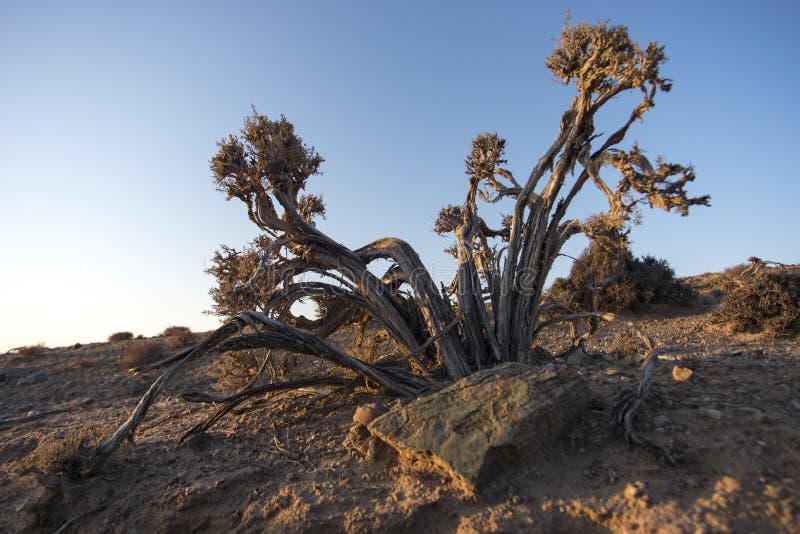 Plants in arid regions stock photo. Image of shrub, scenic - 104984356