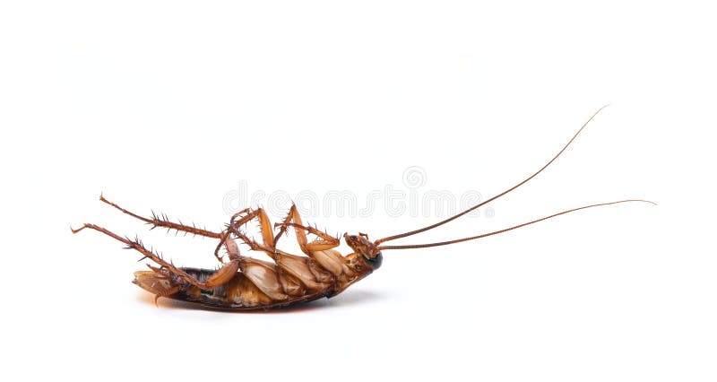 374 Dying Cockroach Stock Photos - Free & Royalty-Free Stock Photos ...