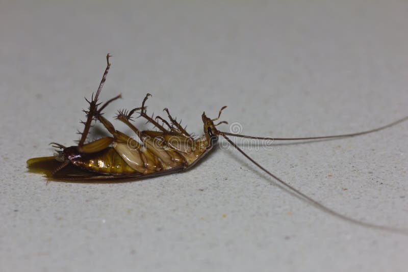 Dying cockroach stock image. Image of cockroach, killed - 9843181