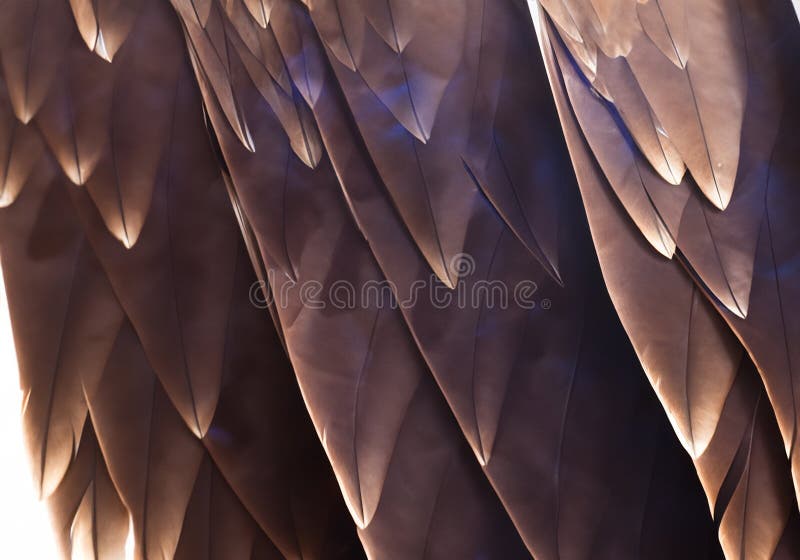 Close Up the Eagle Feathers Stock Illustration - Illustration of ...
