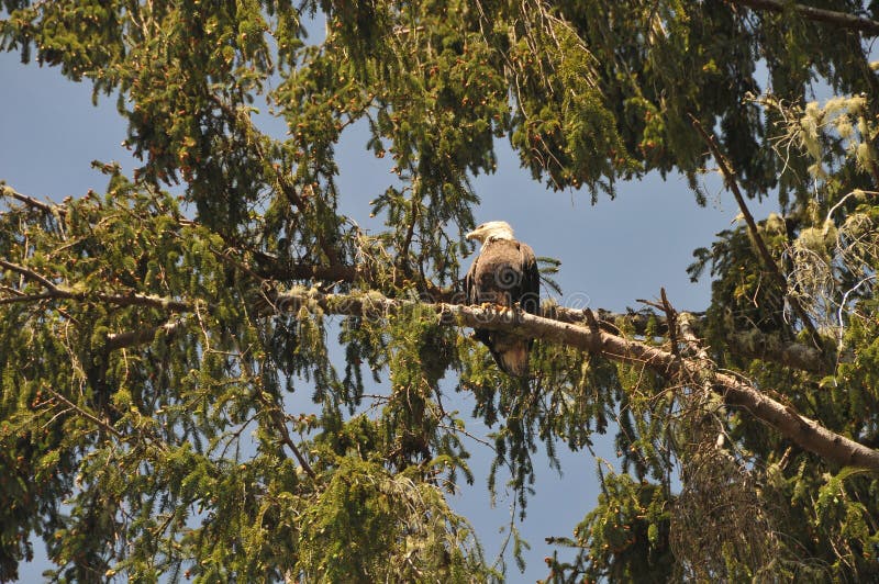 Close Up of Eagle Resting on a Branch in the Trees Stock Photo - Image ...