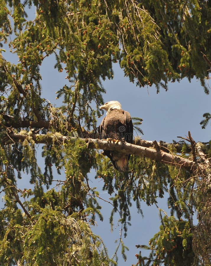 Eagle Resting on Driftwood on the Seashore at Rialto Beach. Olympic ...