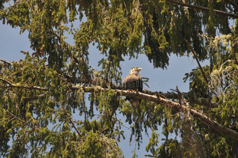 Close Up of Eagle Resting on a Branch in the Trees Stock Photo - Image ...