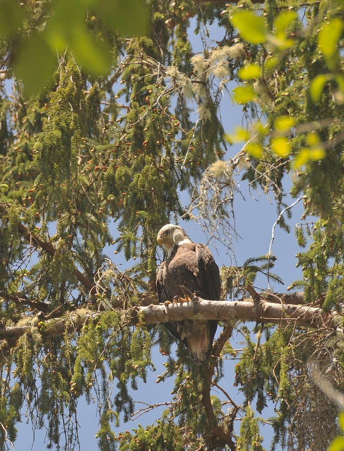 Close Up of Eagle Resting on a Branch in the Trees Stock Image - Image ...
