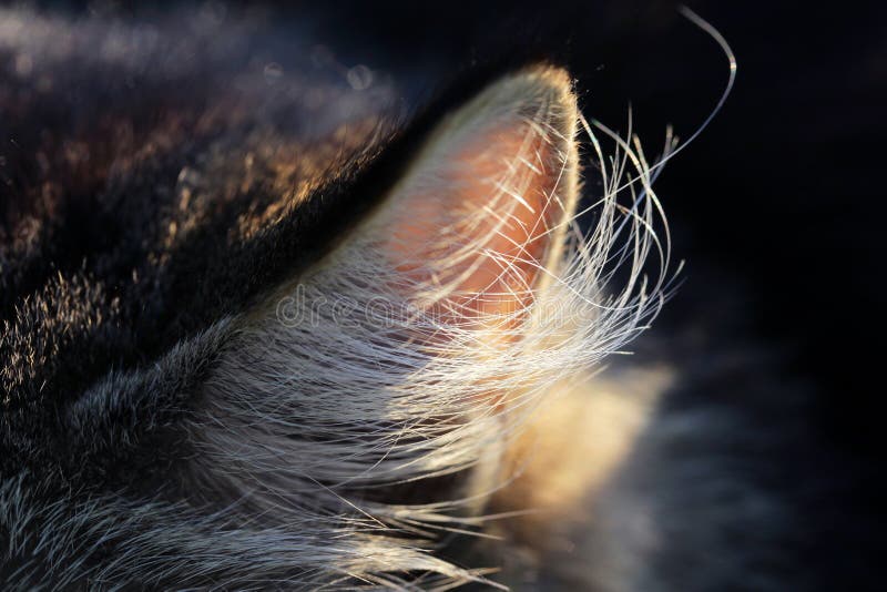 Close Up of an Ear of a Cat Stock Image - Image of attentive, acoustic ...