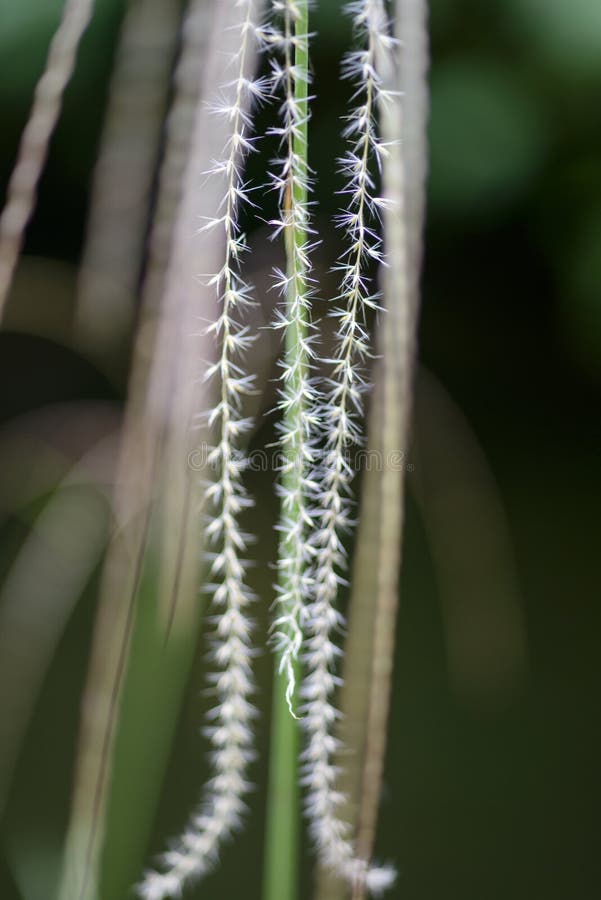 Closeup of white reed stock photo. Image of macro, detail - 104544362
