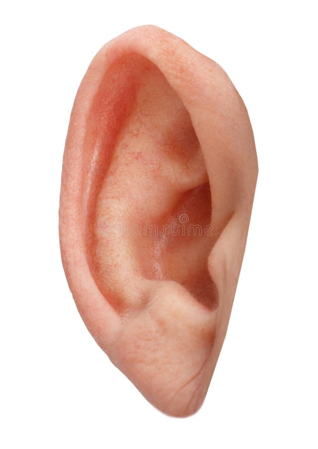 Close Up of Ear Isolated on White Background Stock Photo - Image of ...