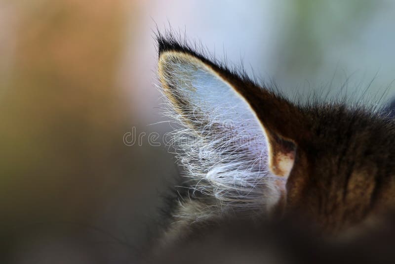 Close Up of an Ear of a Norwegian Forest Cat Stock Image - Image of ...