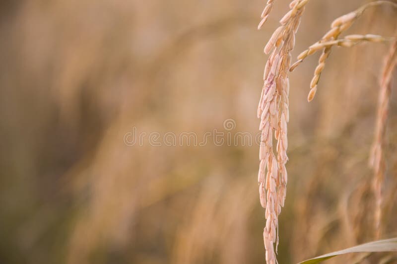 Close Up Ear of Rice in Rice Field Stock Image - Image of fiber ...