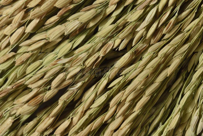 Close up of Ear of Rice stock image. Image of spike, space - 80943721