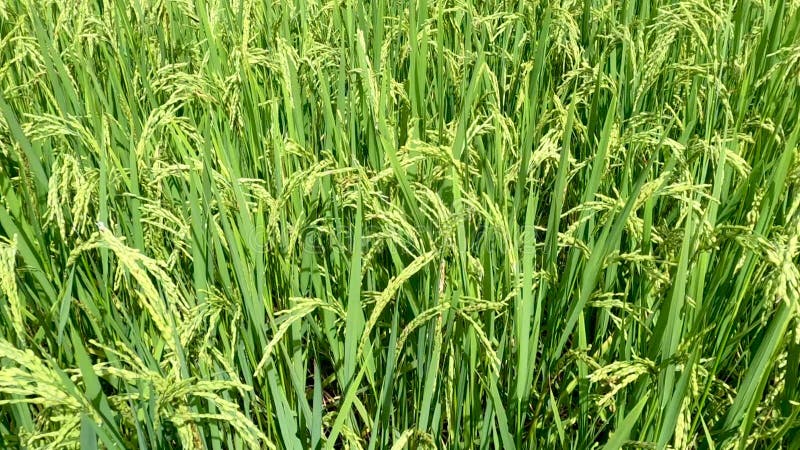The Rice Swaying in the Fields because of the Wind. Stock Footage ...