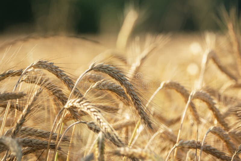 Golden grain stock photo. Image of grain, golden, summer - 161008186