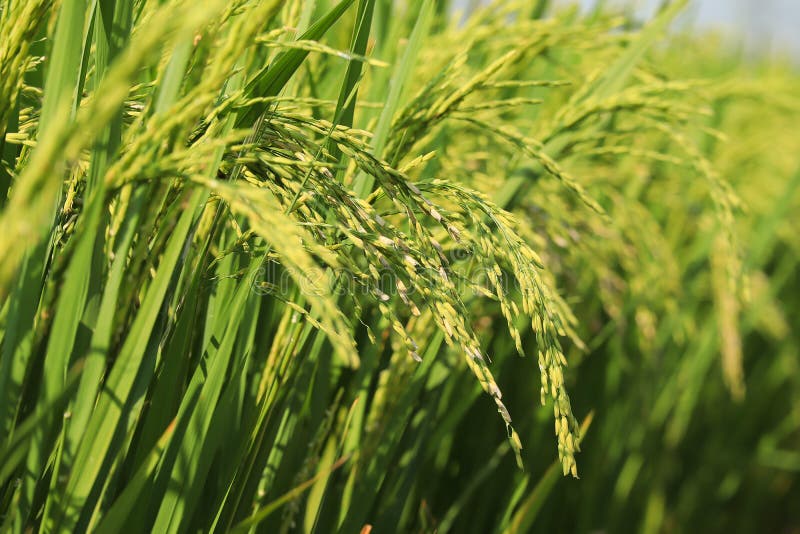 Close Up of Ears of Rice Plants Growing in Green Rice Fields. Stock ...
