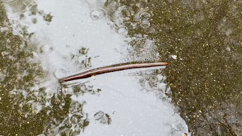 Close-up of an Earthworm Crawling in the Rain on Wet Asphalt Stock ...