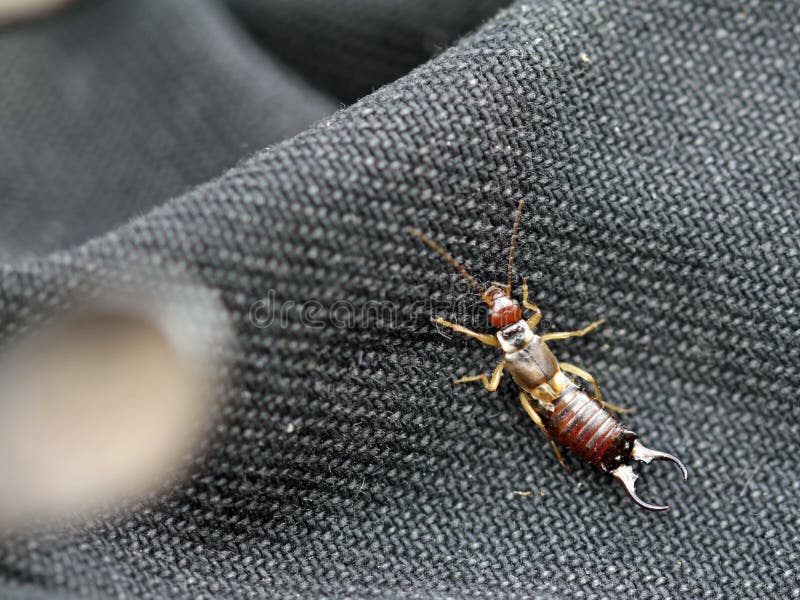 Earwig Close Up (Forficula) Stock Image - Image of male, amazing: 30415525