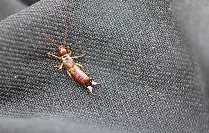 Earwig Close Up (Forficula) Stock Image - Image of male, amazing: 30415525