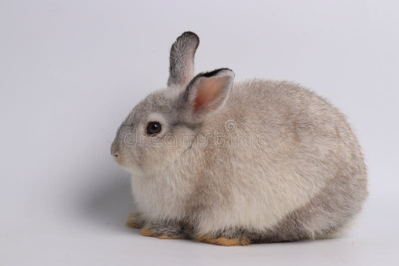 280 Side View Cute Little White Bunny Stock Photos - Free & Royalty ...