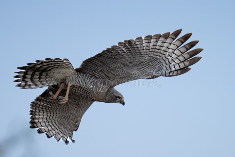 Close Up of an Eastern Chanting Goshawk Flying Stock Image - Image of ...