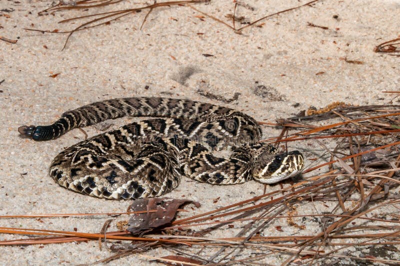 Eastern Diamondback Rattlesnake Coiled in Strike Pose, Tongue Out and ...