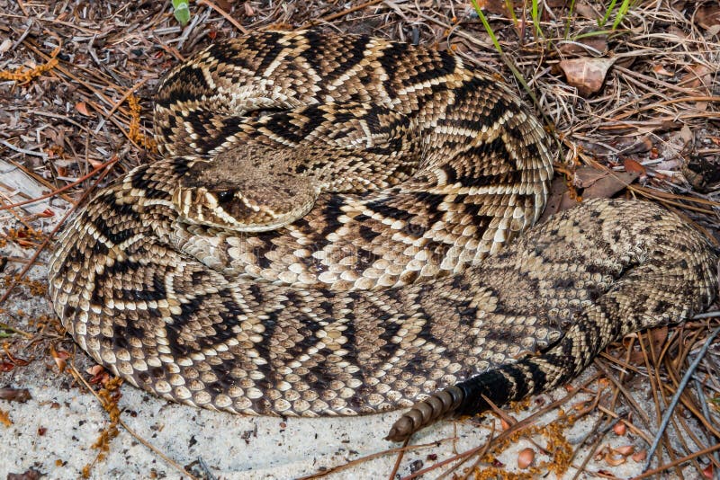 Eastern Diamondback Rattlesnake Crotalus Adamenteus Stock Image - Image ...