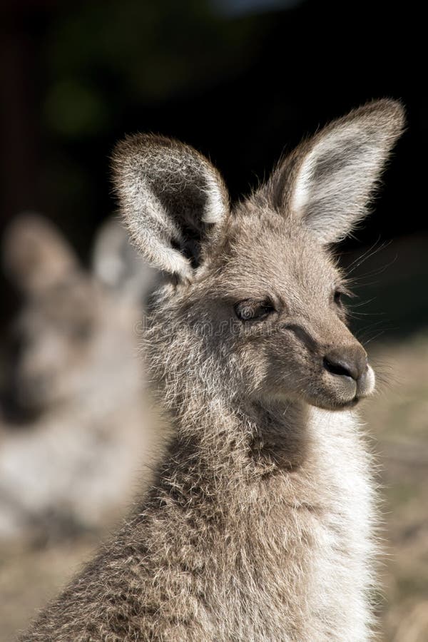 Eastern Grey Kangaroo Macropus Giganteus Coorong National Park ...