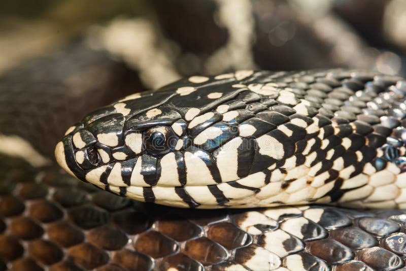 Eastern Kingsnake, Georgia stock photo. Image of viper - 152172624