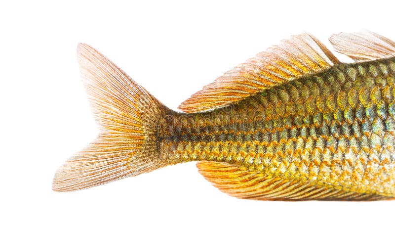 Close-up of an Eastern Rainbowfish S Caudal Fin Stock Photo - Image of ...