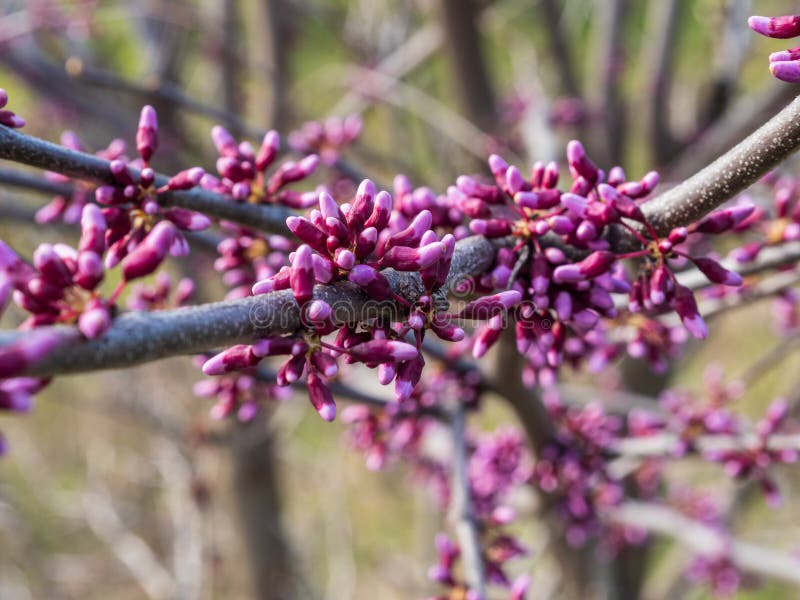 Close-up of Eastern Redbud with Blurry Background Stock Image - Image ...