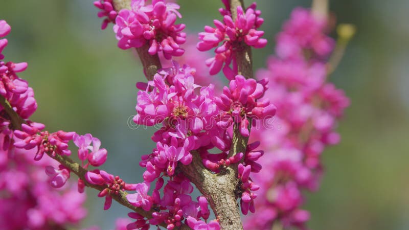 Eastern Redbud Tree Blossoms in Spring Time. Cercis Siliquastrum ...