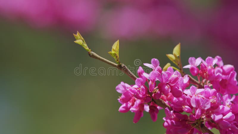 Eastern Redbud Tree Blossoms in Spring Time. Cercis Siliquastrum ...