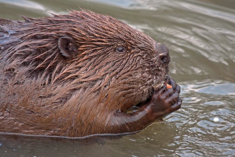 Close-up of eating beaver stock image. Image of gnaw - 20188343