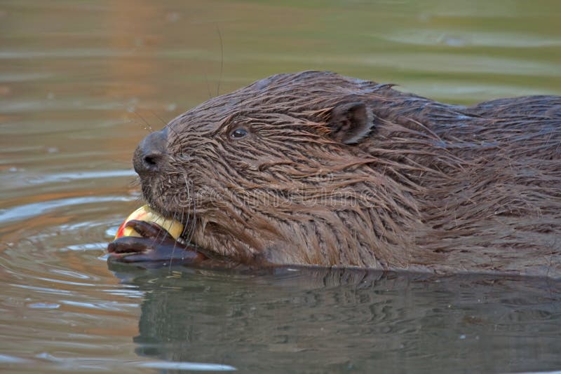 Close-up of eating beaver stock image. Image of gnaw - 20188343