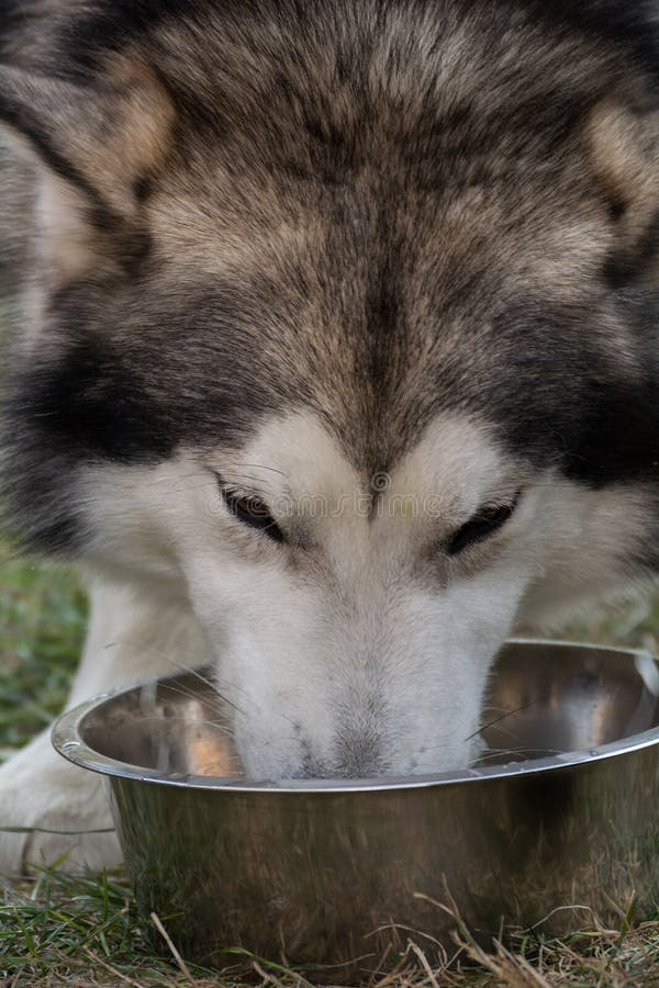 Siberian Husky Eating Bowl Stock Photos - Free & Royalty-Free Stock ...
