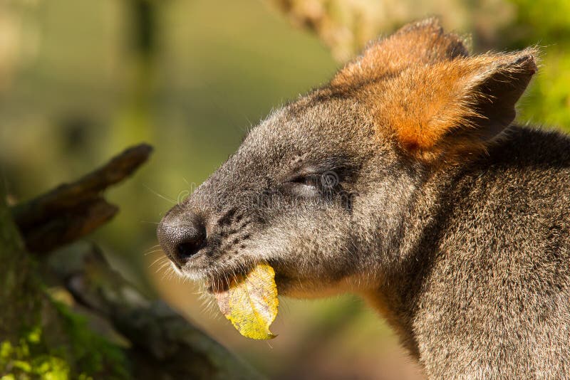 Wallaby Eating Leaf stock image. Image of hills, park - 8616345