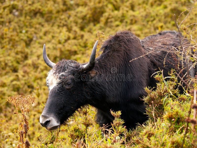 Close Up of an Eating Yak in the Himalayas Stock Photo - Image of close ...