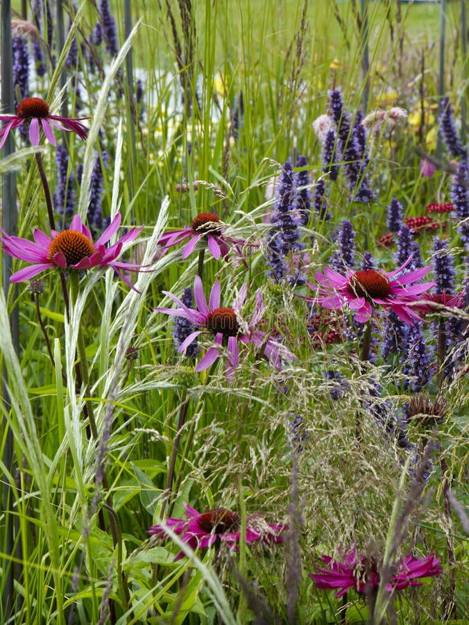 Close Up of Echinacea in a Wild Flower Border Stock Photo - Image of ...