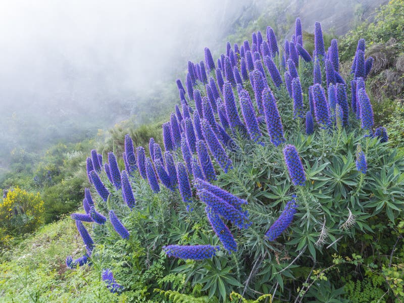 Close Up of a Echium Candicans, Pride of Madeira, Large Blue Flowers in ...