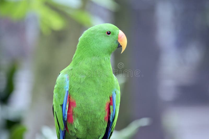 This is a Close Up of an Eclectus Parrot Stock Image - Image of brown ...