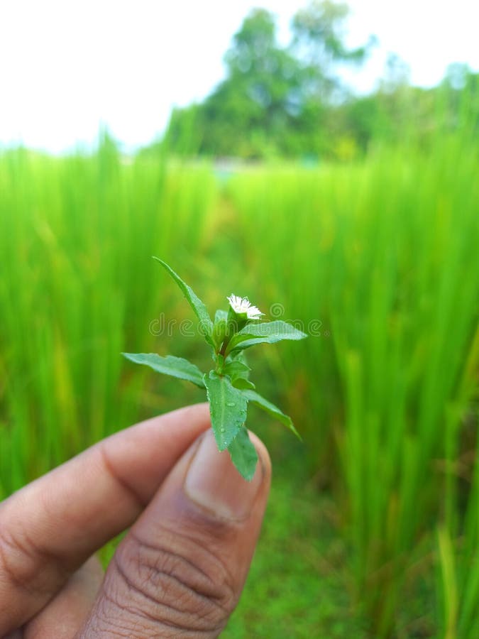 Close Up in Eclipta Prostrata (False Daisy, Whitehead) Hand with ...
