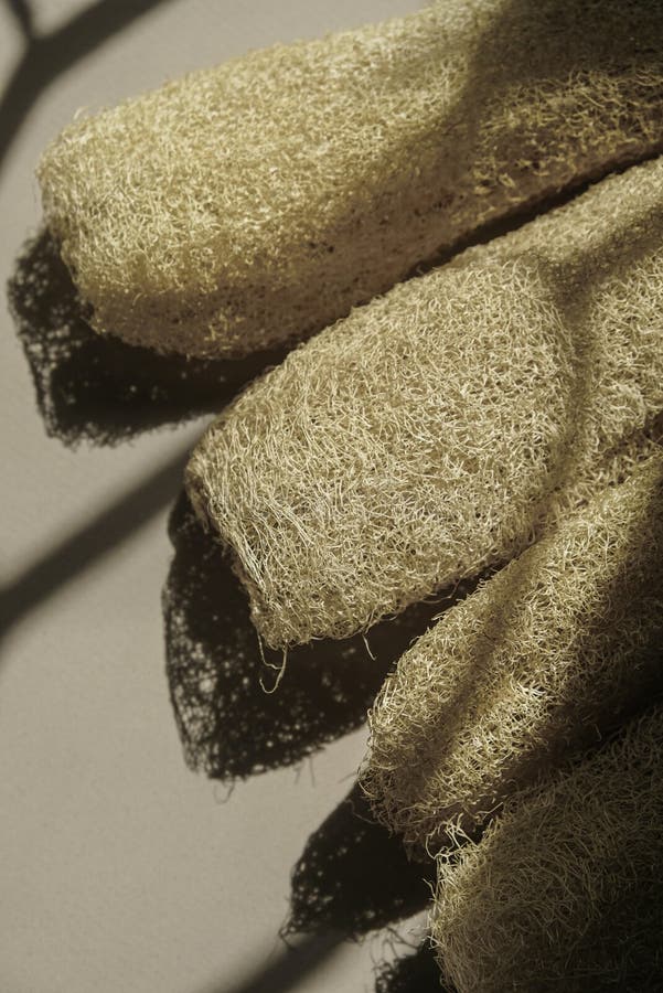 Close-up of Eco Friendly Loofah (dried Gambas) Sponge Stock Photo ...