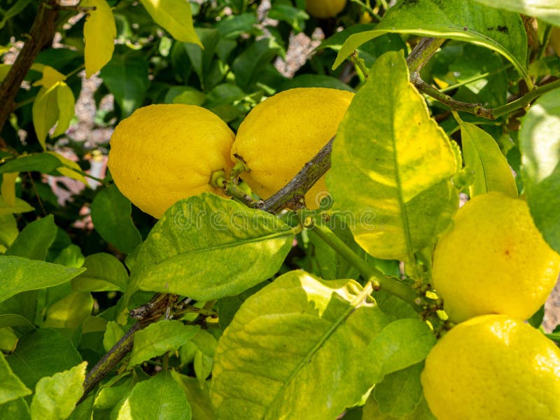 Close Up of Ecological Lemons Hanging from a Lemon Tree Stock Photo ...