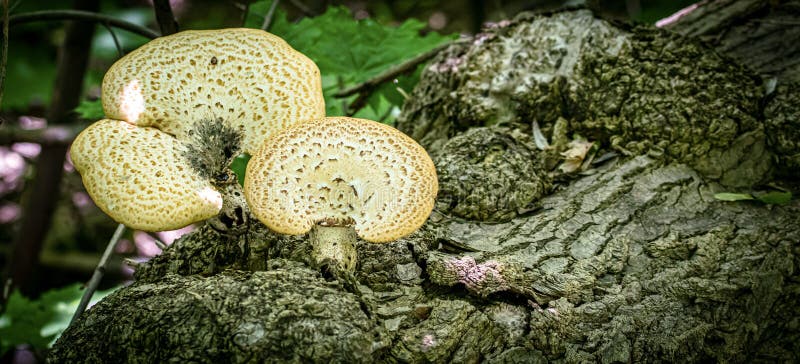 Close-up of an Edible Mushroom Growing on a Tree Stock Image - Image of ...