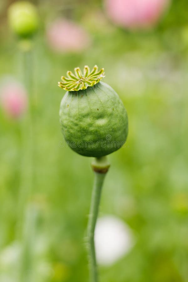 Close-up of Edible Poppy, Plant. Vertically Stock Photo - Image of ...