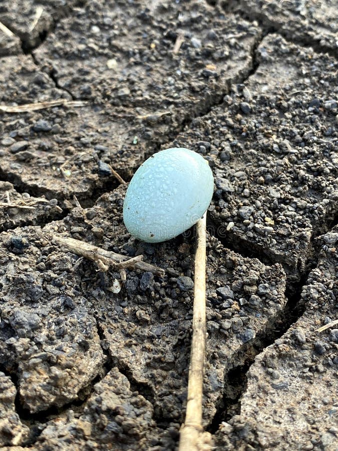 Egg bird on the ground stock image. Image of background - 257098785
