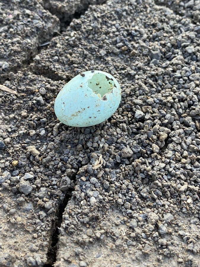 Egg bird on the ground stock image. Image of land, bird - 257098789