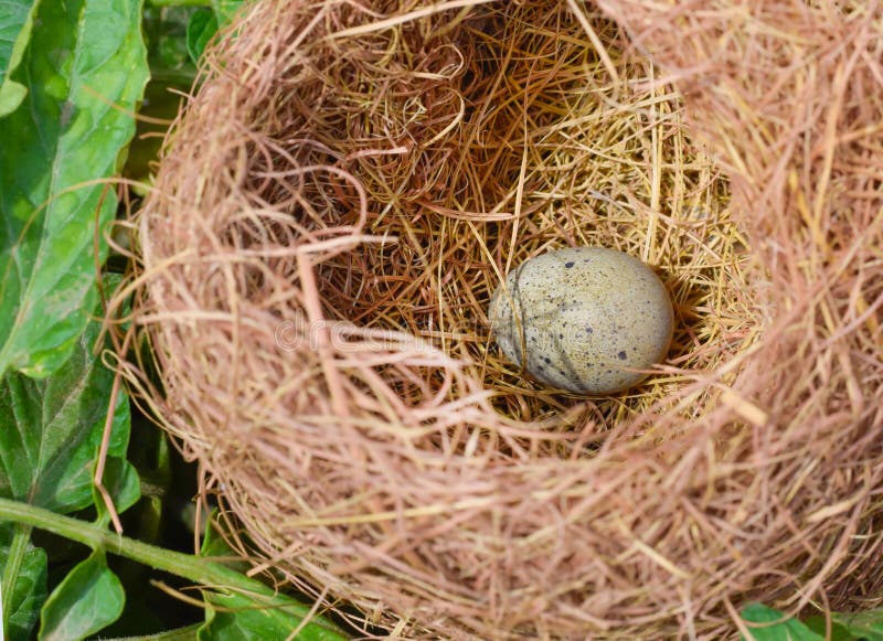 Close Up of an Egg in Nest in a Garden Stock Photo - Image of nature ...